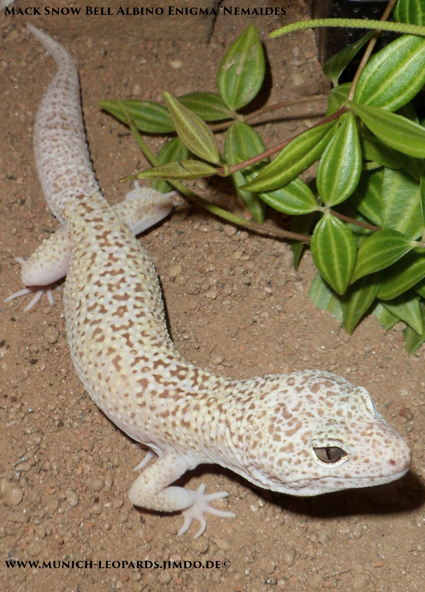 Leopardgecko Mack Snow Bell Albino Enigma, Name: Nemaides - Nannys Tierwelt