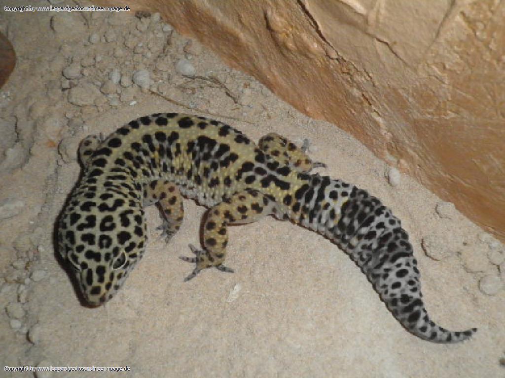 Leopardgecko Mack Snow, Name: Gustav - Nannys Tierwelt