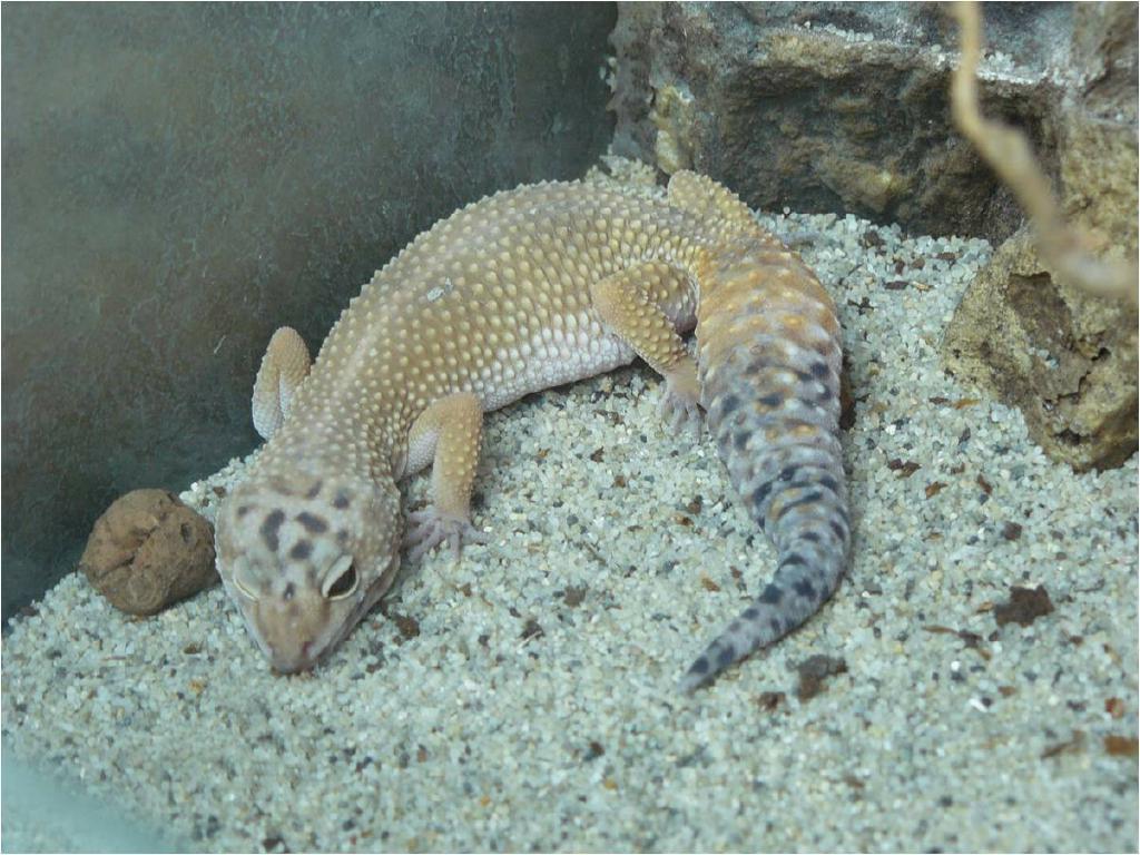 Leopardgecko Super Hypo Tangerine Name Susi - Nannys Tierwelt