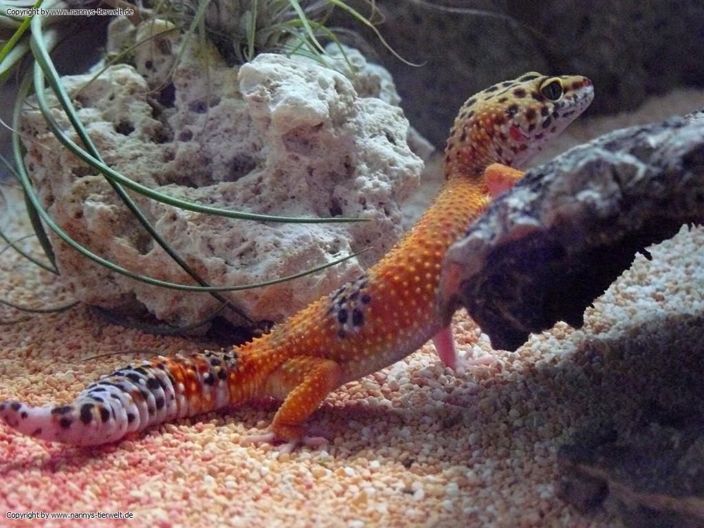 Leopardgecko Tangerine Name Fiya - Nannys Tierwelt