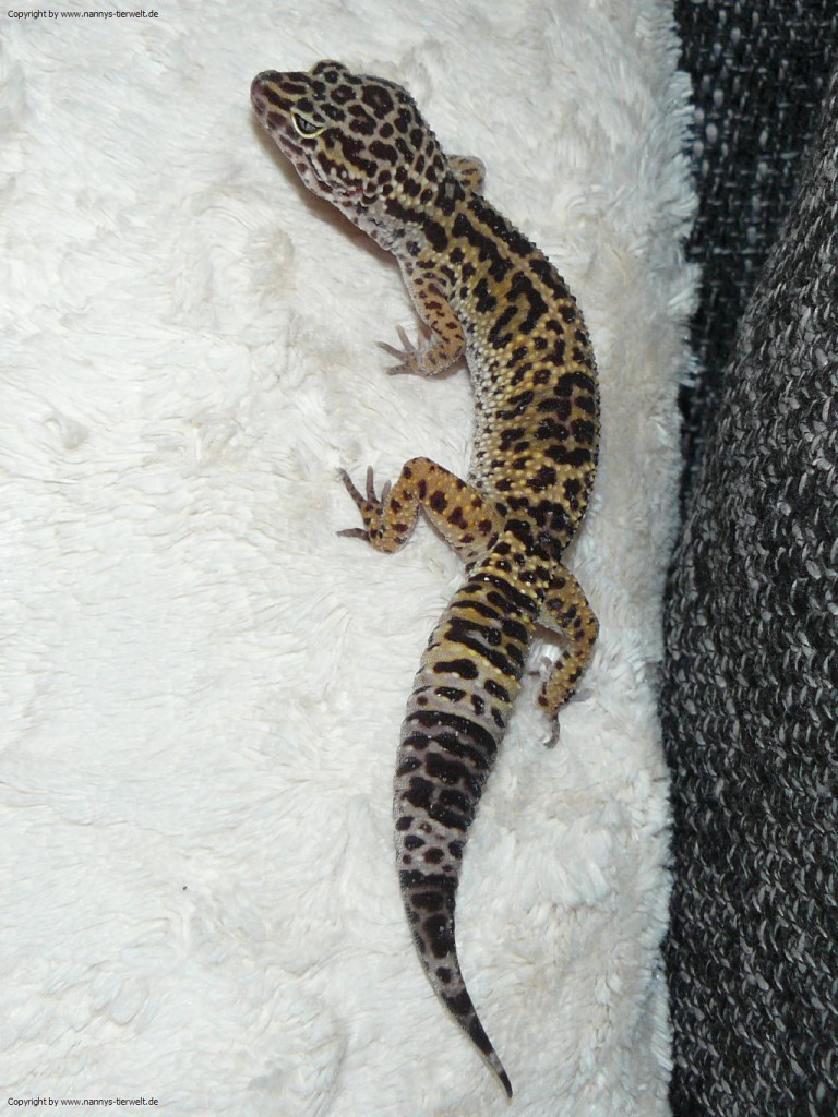 Leopardgecko Wildtyp Name Cherrie - Nannys Tierwelt