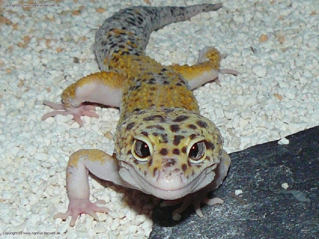 Leopardgecko mit Snake Eyes Name Rami - Nannys Tierwelt
