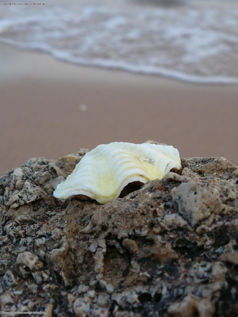 Muschel Rotes Meer Aegypten Shell Red Sea Egypt - Nannys Tierwelt