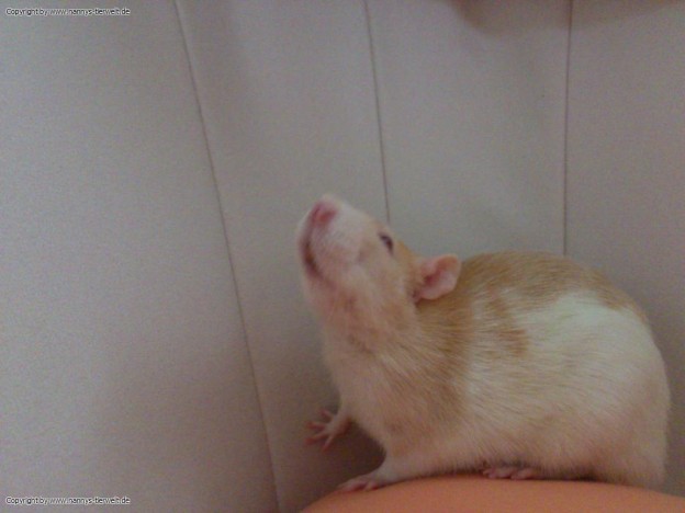 Ratte Emma 03 - Nannys Tierwelt