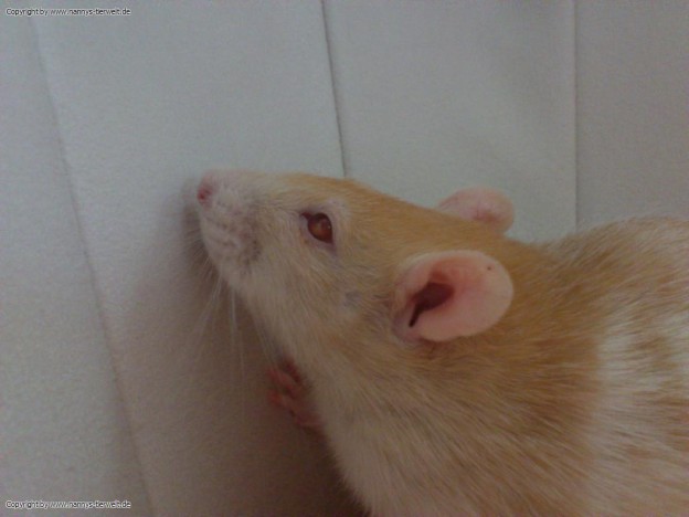 Nannys Tierwelt - Seite 2 von 5 - Die zauberhafte und wunderschöne Tierwelt