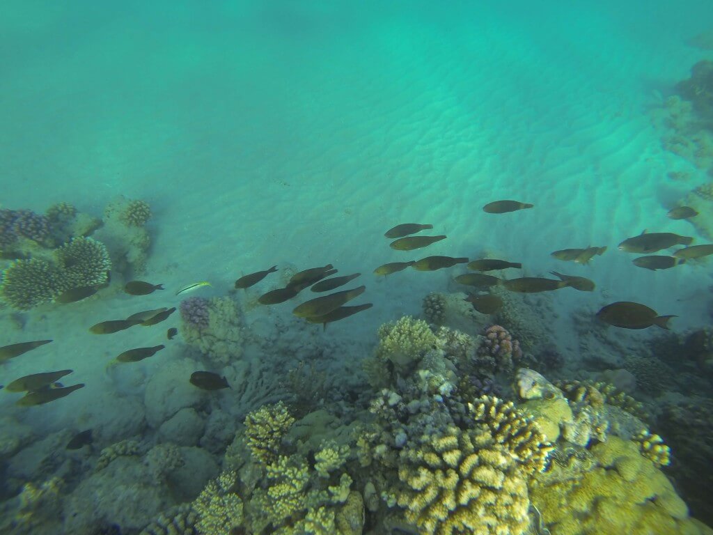 Rotes Meer Red Sea Aegypten Egypt Hurghada - Nannys Tierwelt